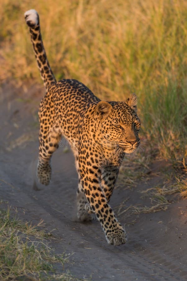 Leopard Running through Snow Stock Photo - Image of panthera, mammal ...