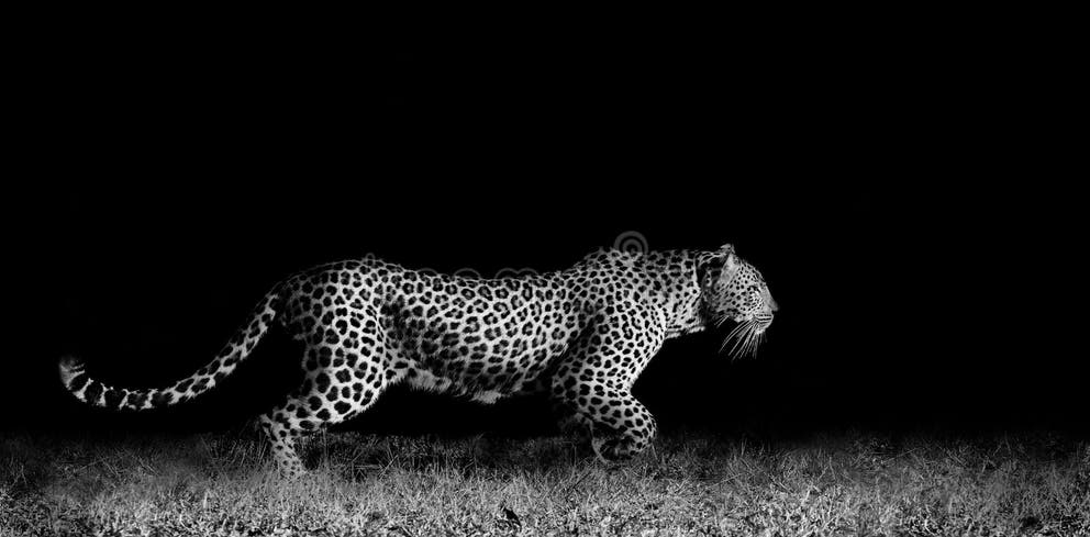 Leopard Running stock image. Image of closeup, nature - 37541819