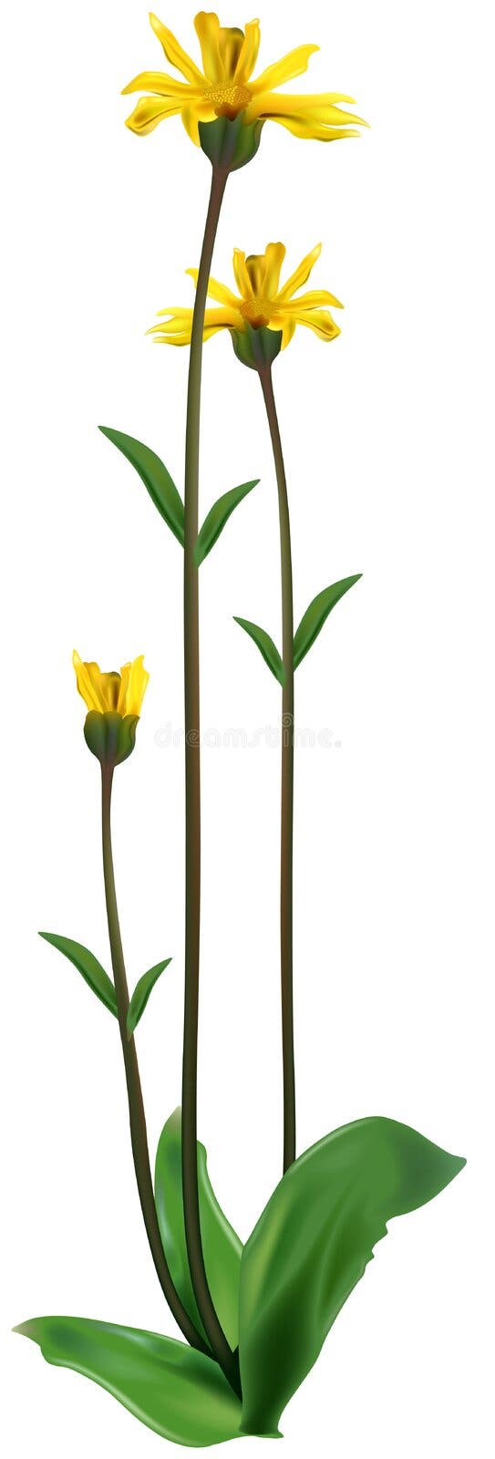 Bane Vector Stock Illustrations – 515 Bane Vector Stock Illustrations ...