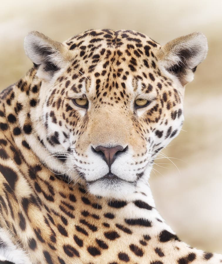 Stare leopard face stock image. Image of stare, outdoor - 30865413