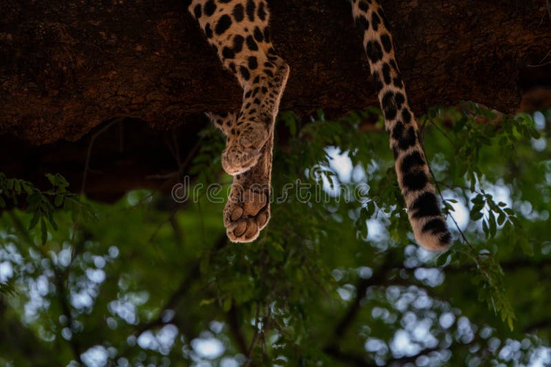 Leopard S Legs Hanging Down from a Tree. Stock Photo - Image of africa ...