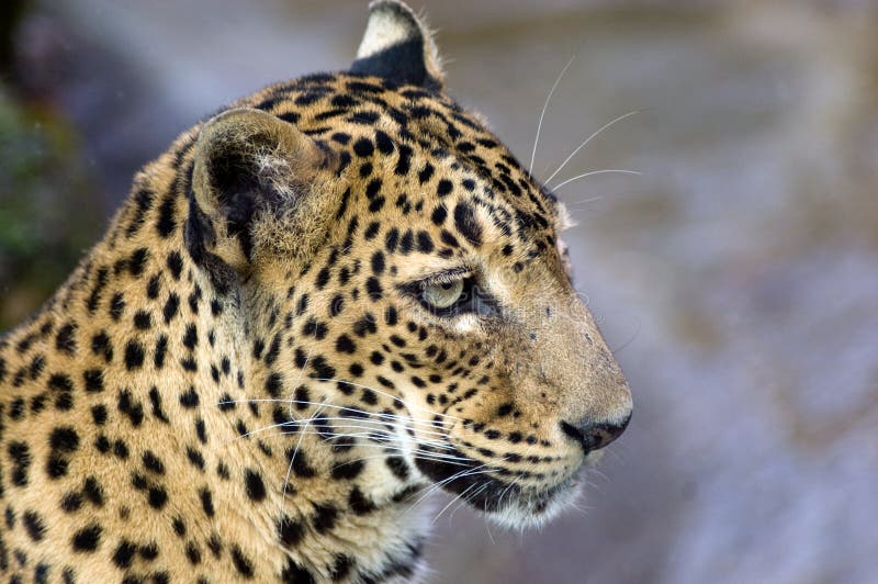 Leopard s stare. stock image. Image of large, panther - 15142111
