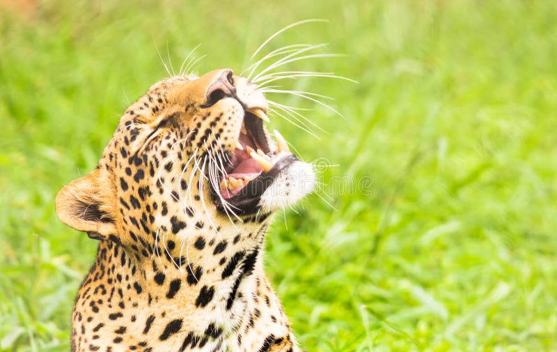 Leopard s Teeth stock photo. Image of nature, kenya, yawing - 54403500