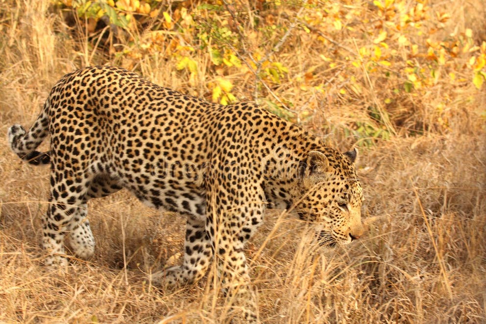 Leopard in the Sabi Sands stock photo. Image of amur, panther - 5700290