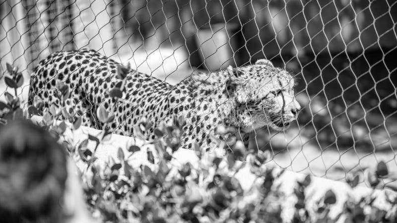Leopard at San Diego Zoo editorial photography. Image of diego - 329921592