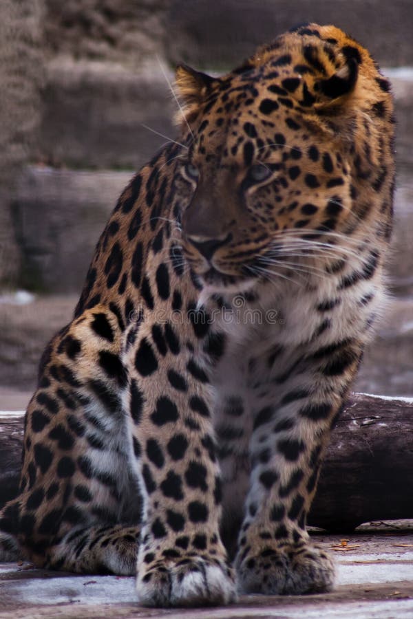 Leopard Sat Down, Disgruntled and Wary, the Pose Expressed Tension and ...