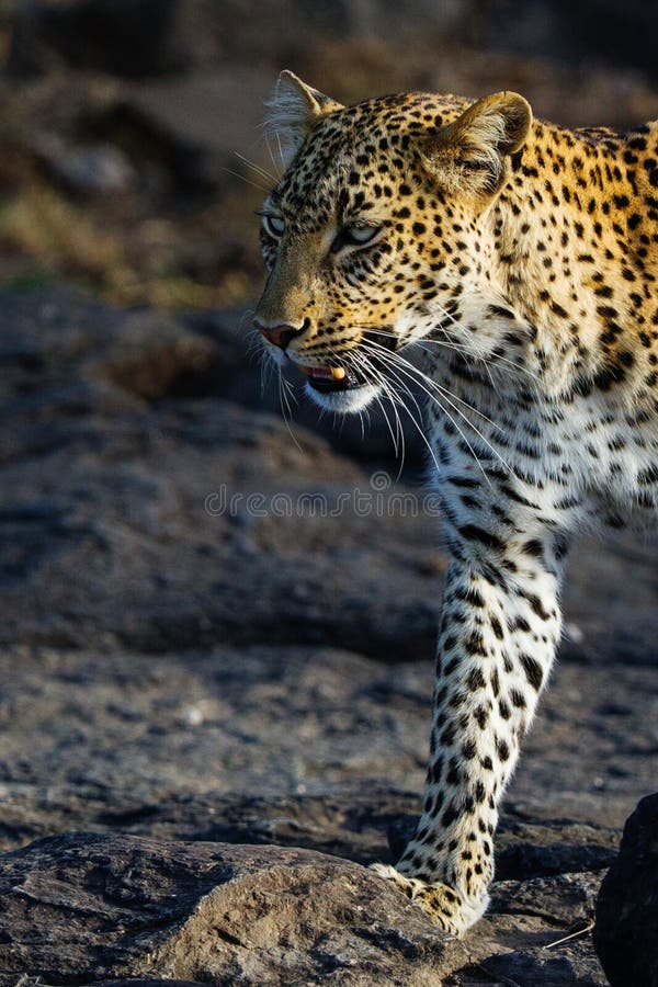 Leopard in Savannah in Botswana Stock Photo - Image of botswana ...