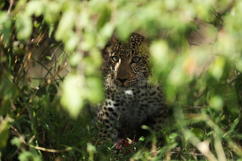 Leopard in Savannah in Kenya Stock Photo - Image of tree, wildlife ...