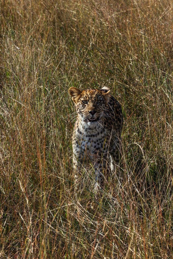 Leopard in Savannah in Namibia Stock Image - Image of bush, namibia ...