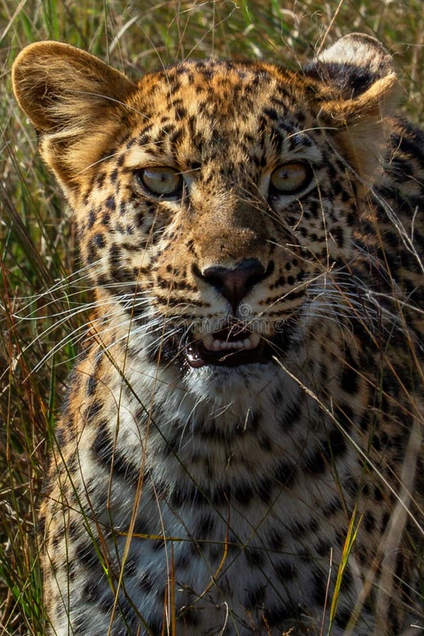 Leopard in Savannah in Namibia Stock Image - Image of bush, leopard ...