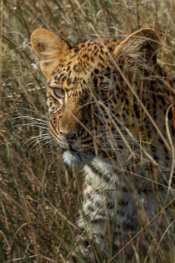 Leopard in Savannah in Namibia Stock Image - Image of africa, predator ...