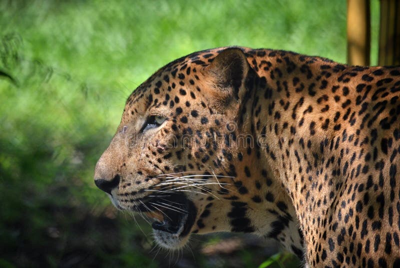 Leopard with scars stock photo. Image of panthera, fierce - 53236364