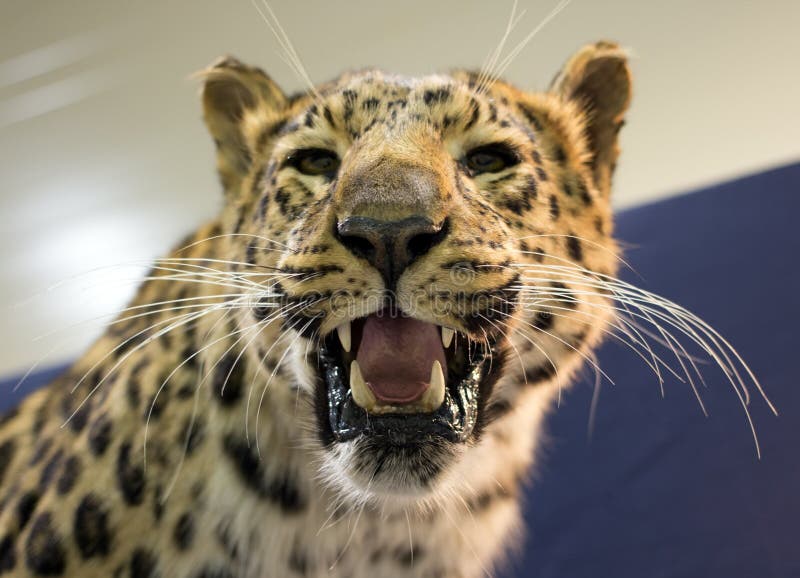 Leopard stock image. Image of nose, nature, claw, whisker - 35247137