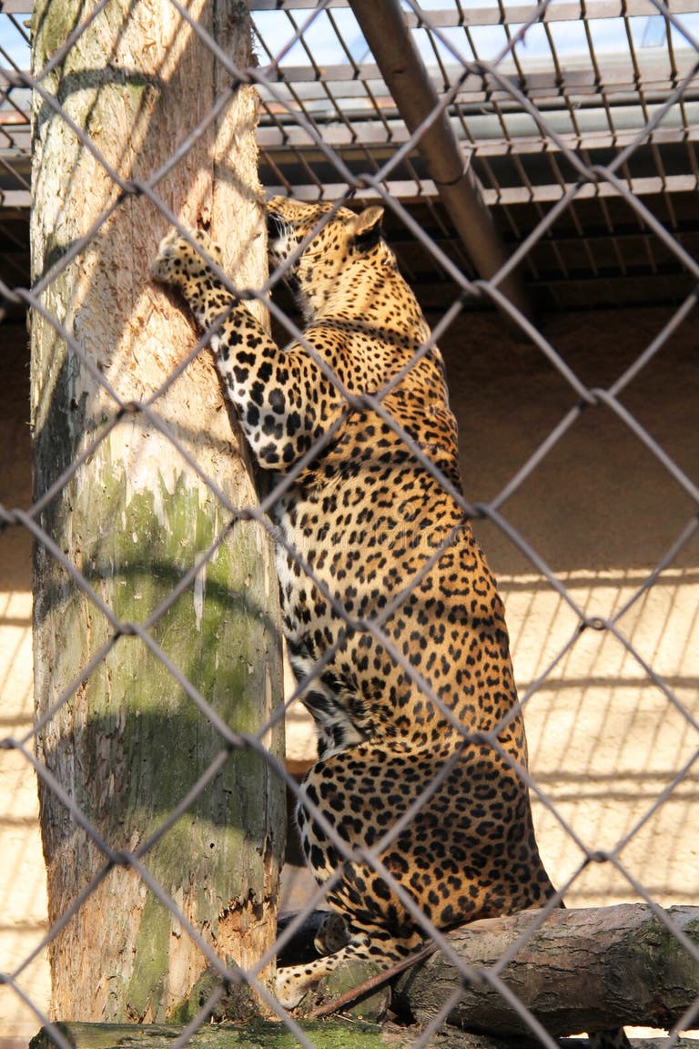 109 Leopard Scratch Stock Photos - Free & Royalty-Free Stock Photos ...