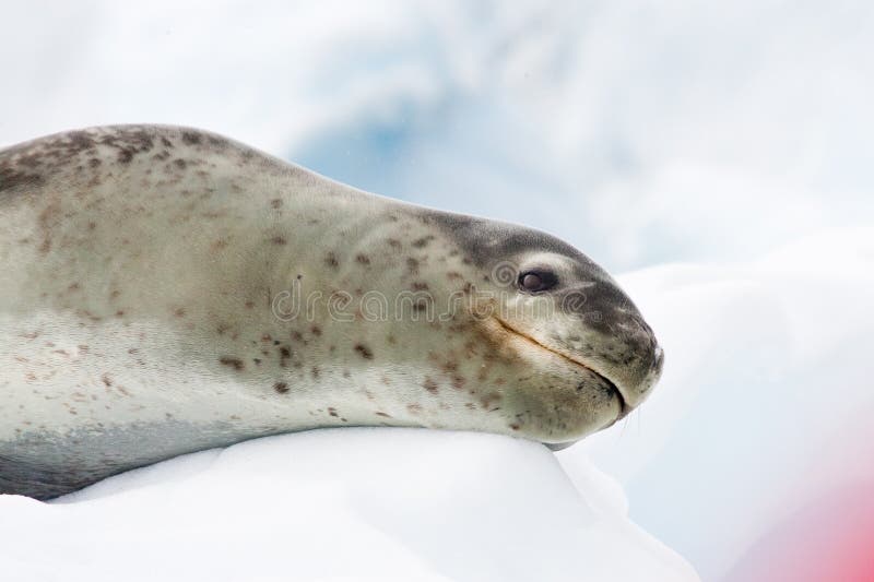 Leopard Seal stock image. Image of antarctic, predator - 18903863