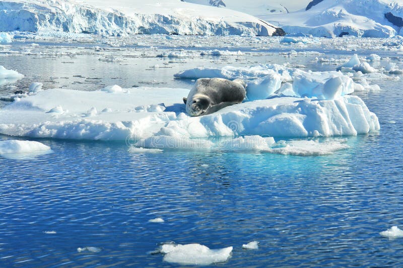 Leopard Seal Resting on an Ice Floe in Antarctica Stock Photo - Image ...