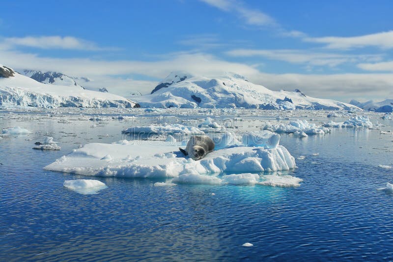 Leopard Seal Resting on an Ice Floe in Antarctica Stock Photo - Image ...