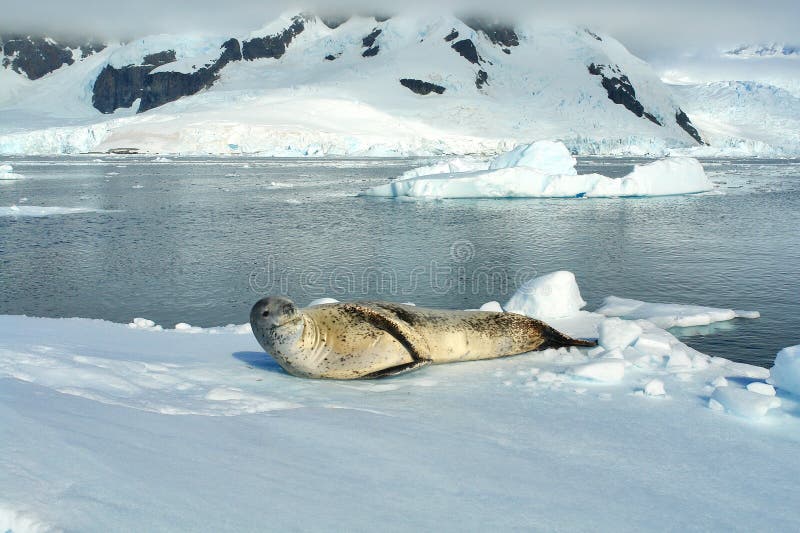 178,882 Seal Stock Photos - Free & Royalty-Free Stock Photos from ...