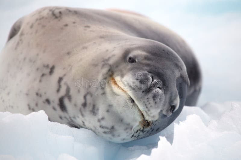 Leopard Seal Smile, Antarctica Stock Image - Image of leopard, predator ...
