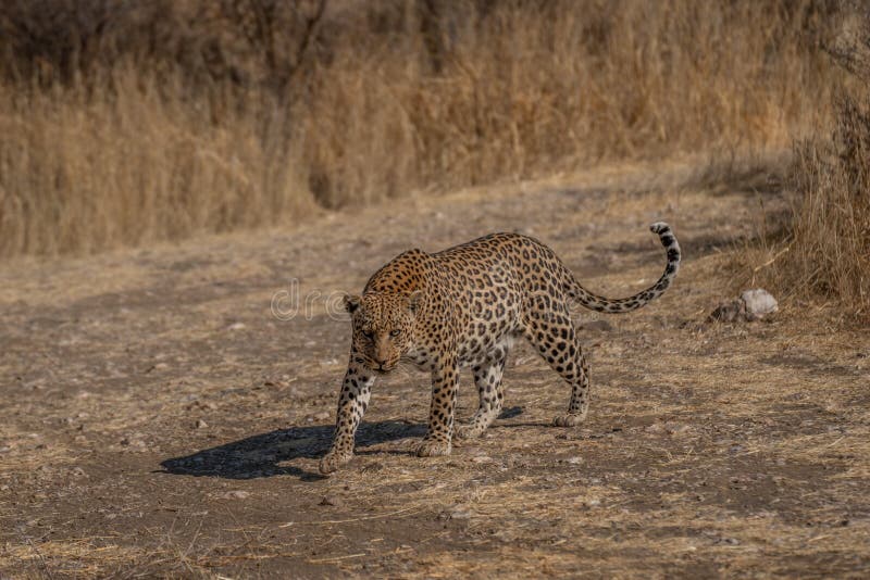 A leopard stock image. Image of africa, game, drive - 267885595