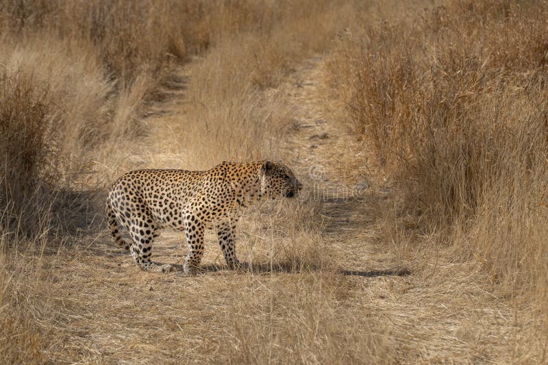 A leopard stock image. Image of nature, national, animal - 273655617