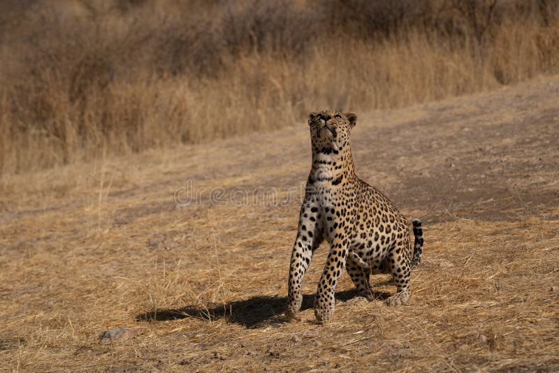 A leopard stock image. Image of asian, carnivore, hunter - 280076381