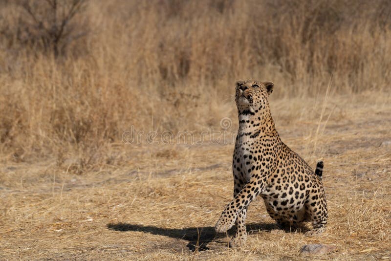 A leopard stock image. Image of panthera, hunter, predator - 286388561