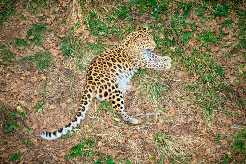 Leopard in the Seaside Safari Park Sleeps on the Ground. Stock Image ...