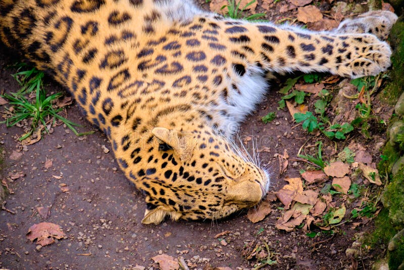 Leopard in the Seaside Safari Park Sleeps on the Ground. Stock Image ...
