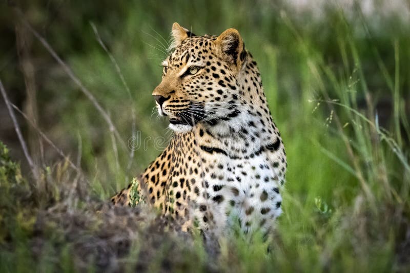 A Leopard is Seen in Africa Stock Image - Image of carnivore, delta ...