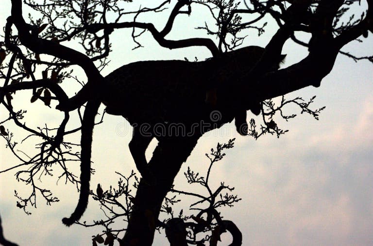 Leopard shadow stock image. Image of leopards, holiday - 1010523