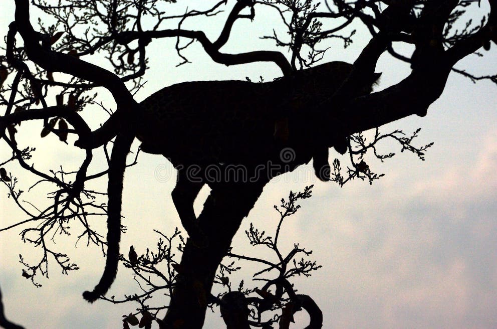 Leopard shadow stock image. Image of leopards, holiday - 1010523