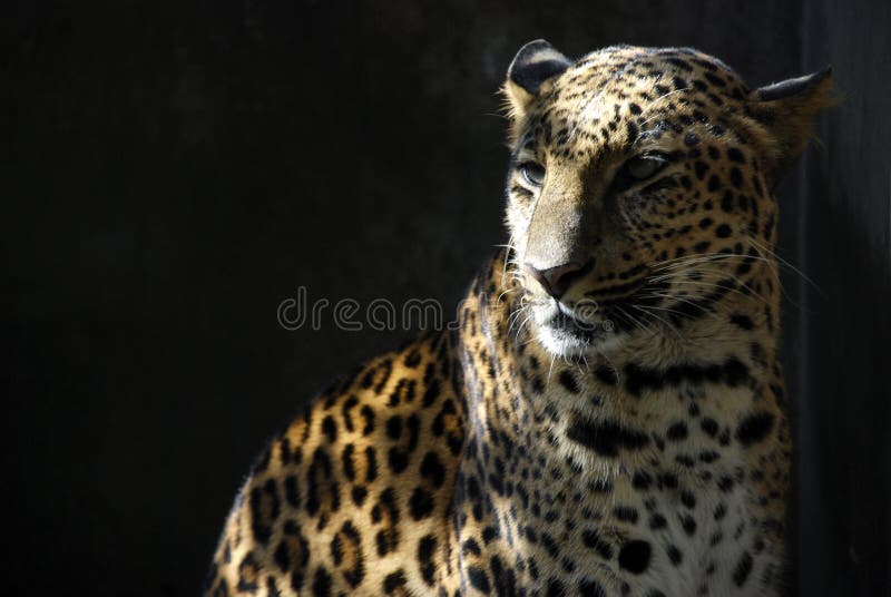 Leopard in shadows stock photo. Image of markings, carnivore - 7727908