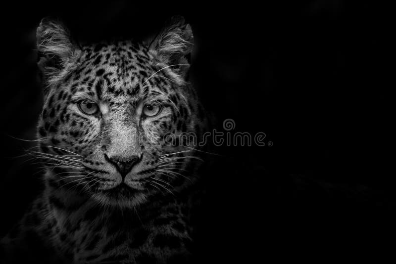 Leopard in the shadows stock image. Image of copy, space - 103220955