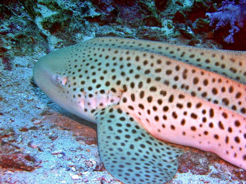 Leopard Shark stock photo. Image of leopard, unique, marine - 1184624