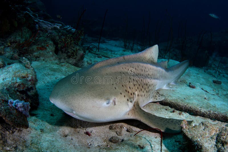 Large cod stock image. Image of sponge, huge, aquarium - 4551991