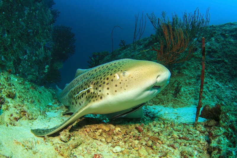 Leopard shark stock photo. Image of sharkbite, shark, asia - 9739006