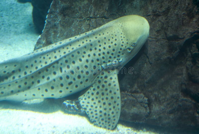 Leopard Shark Also Known As Zebra Shark. Stock Image - Image of life ...