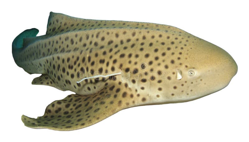 Leopard shark stock photo. Image of sharkbite, shark, asia - 9739006