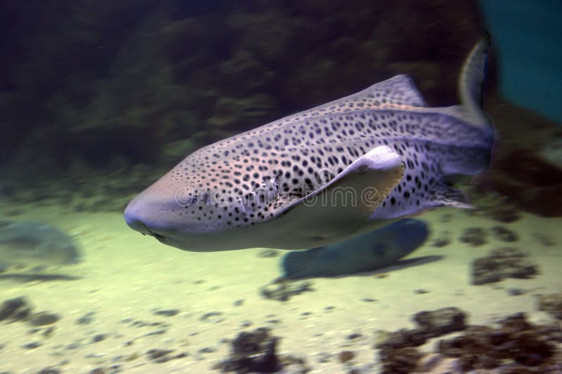 526 Shark Scale Stock Photos - Free & Royalty-Free Stock Photos from ...