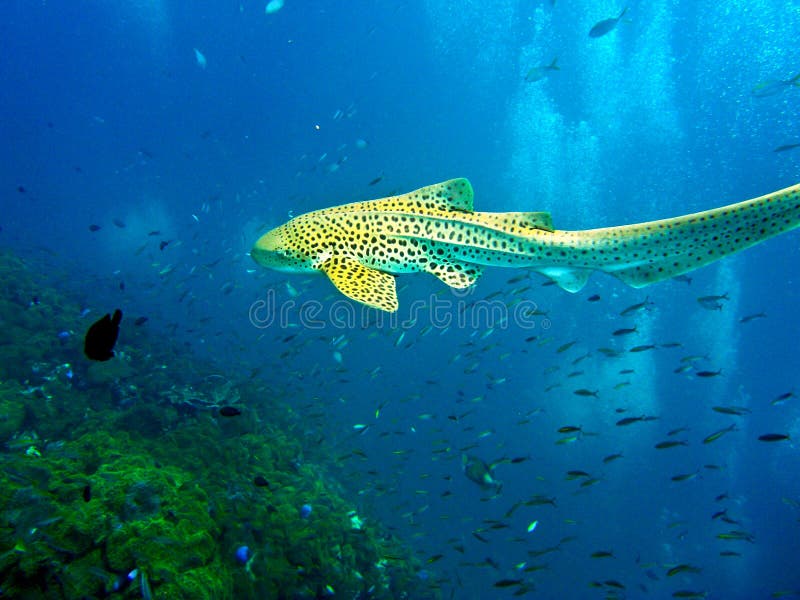 Leopard Shark Swimming in Blue Water Stock Photo - Image of marine ...