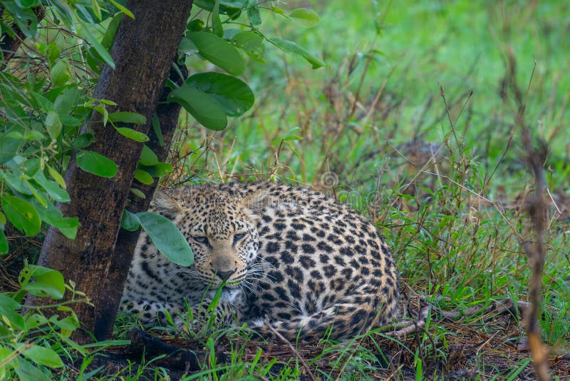 Leopard Sheltering from the Rain Stock Photo - Image of jungle, furry ...