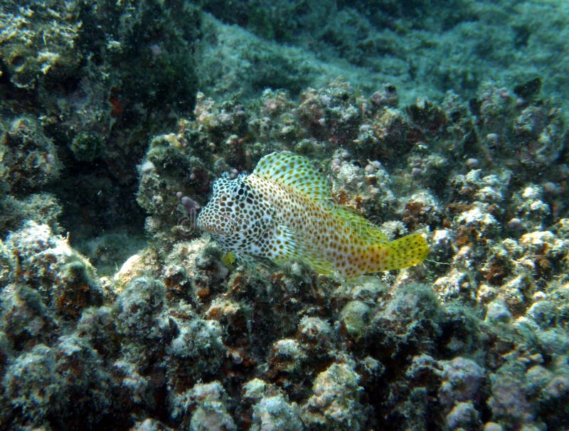 Colorful blenny fish stock image. Image of fish, colorful - 11552131