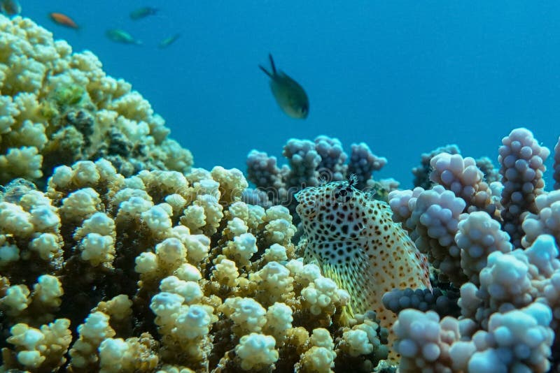 Leopard or Shortbodied Blenny Fish, Red Sea Stock Photo - Image of ...