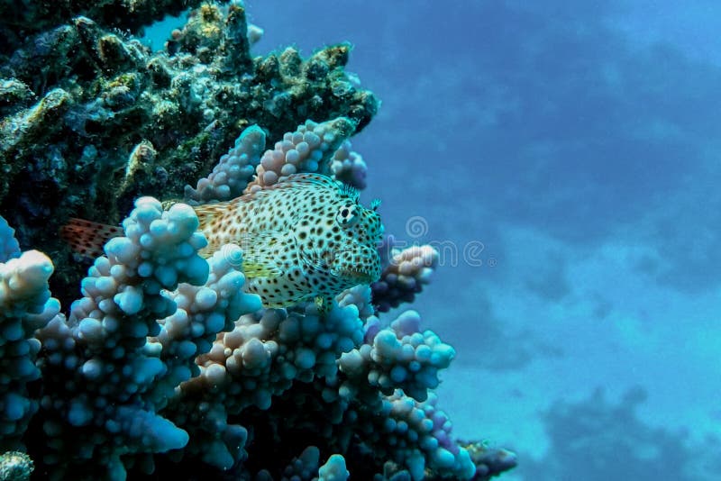 Leopard or Shortbodied Blenny Fish, Red Sea Stock Image - Image of ...