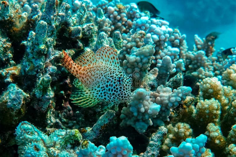 Leopard or Shortbodied Blenny Fish, Red Sea Stock Photo - Image of ...