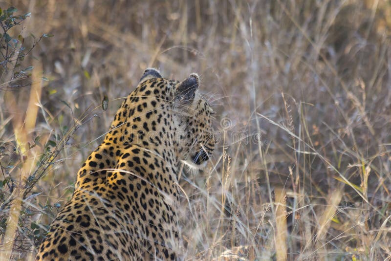 Leopard Side Profile in Long Grass 2 Stock Photo - Image of grass ...
