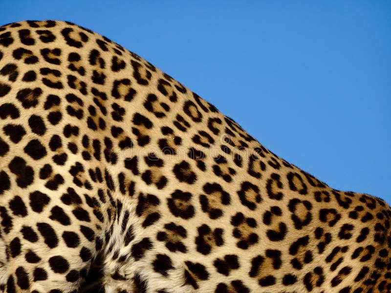 Leopard Body Arching Silhouette Against a Bright Blue Sky Stock Image ...
