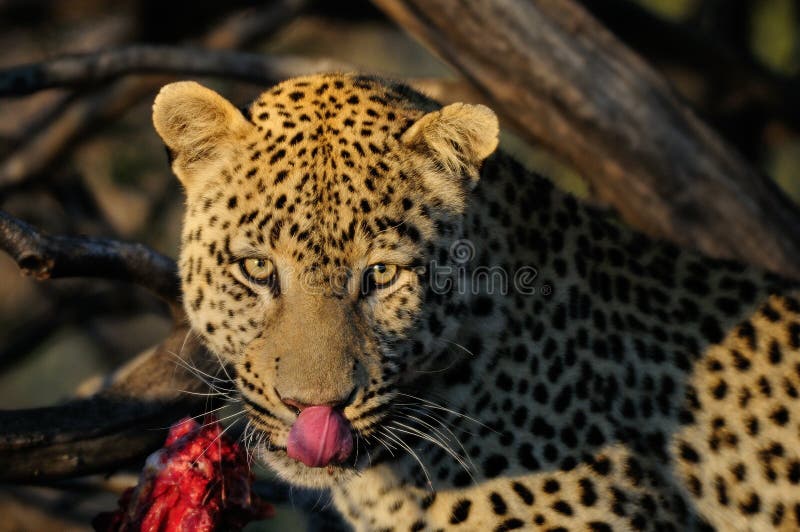 Leopard Sit in the Tree with Meat, Namibia Stock Image - Image of head ...
