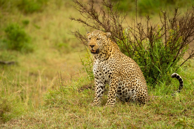 Leopard Sits on Bank with Mouth Open Stock Photo - Image of leopard ...
